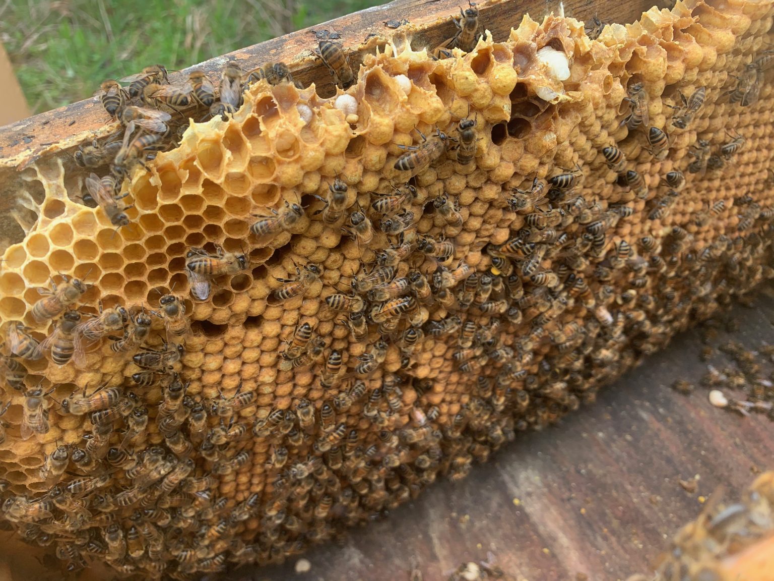 Types of Comb and What They Tell Us About Our Bees - Backyard Beekeeping